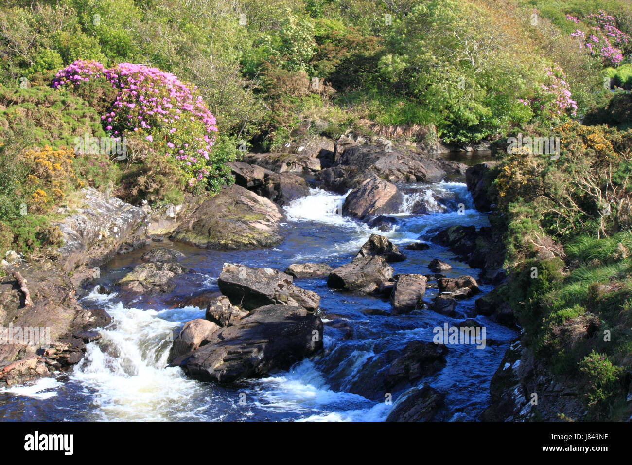 blue green stream vegetation rapids rocks white water blue beautiful ...
