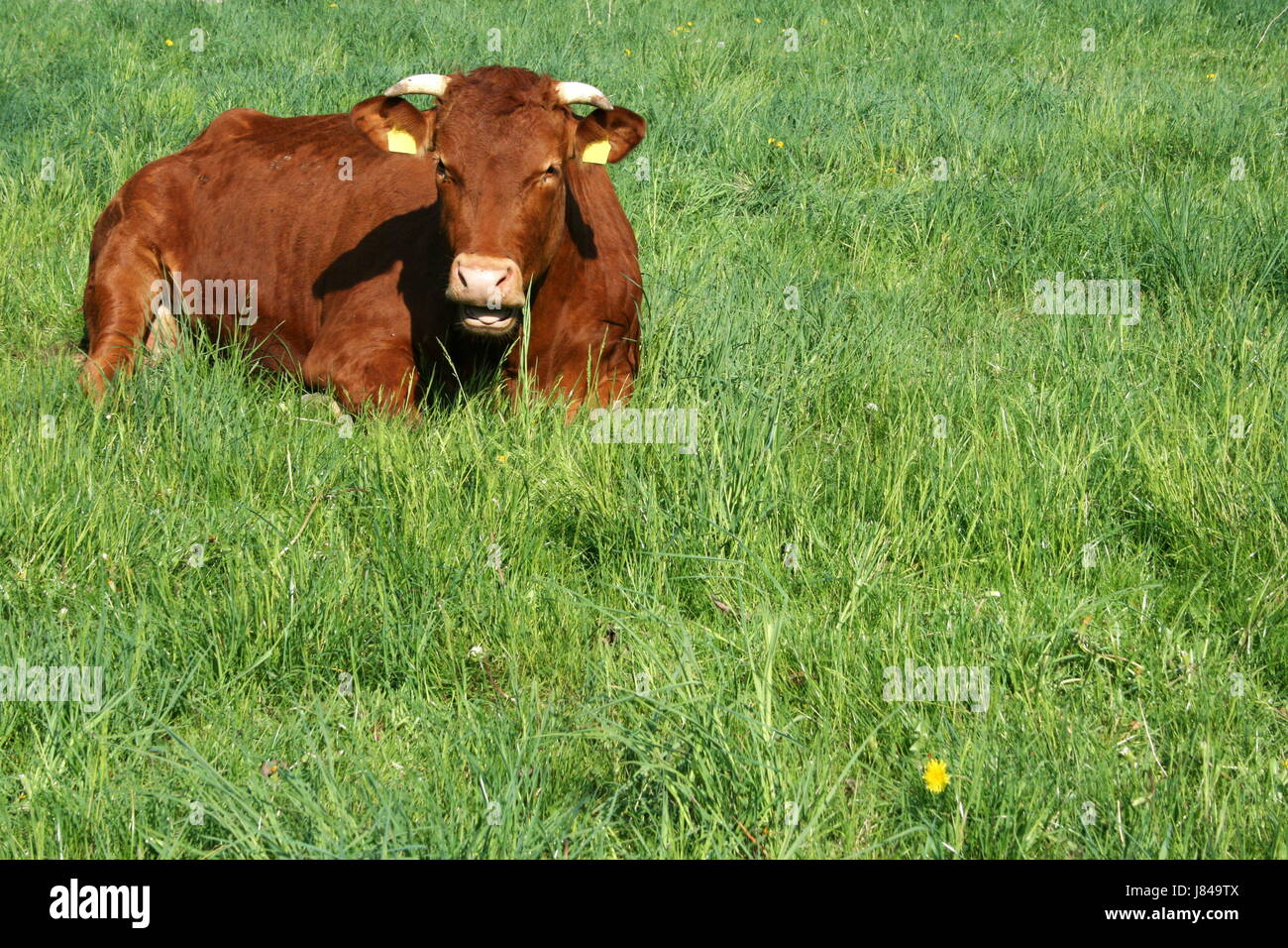 lie lying lies willow animal mammal brown brownish brunette animals ...