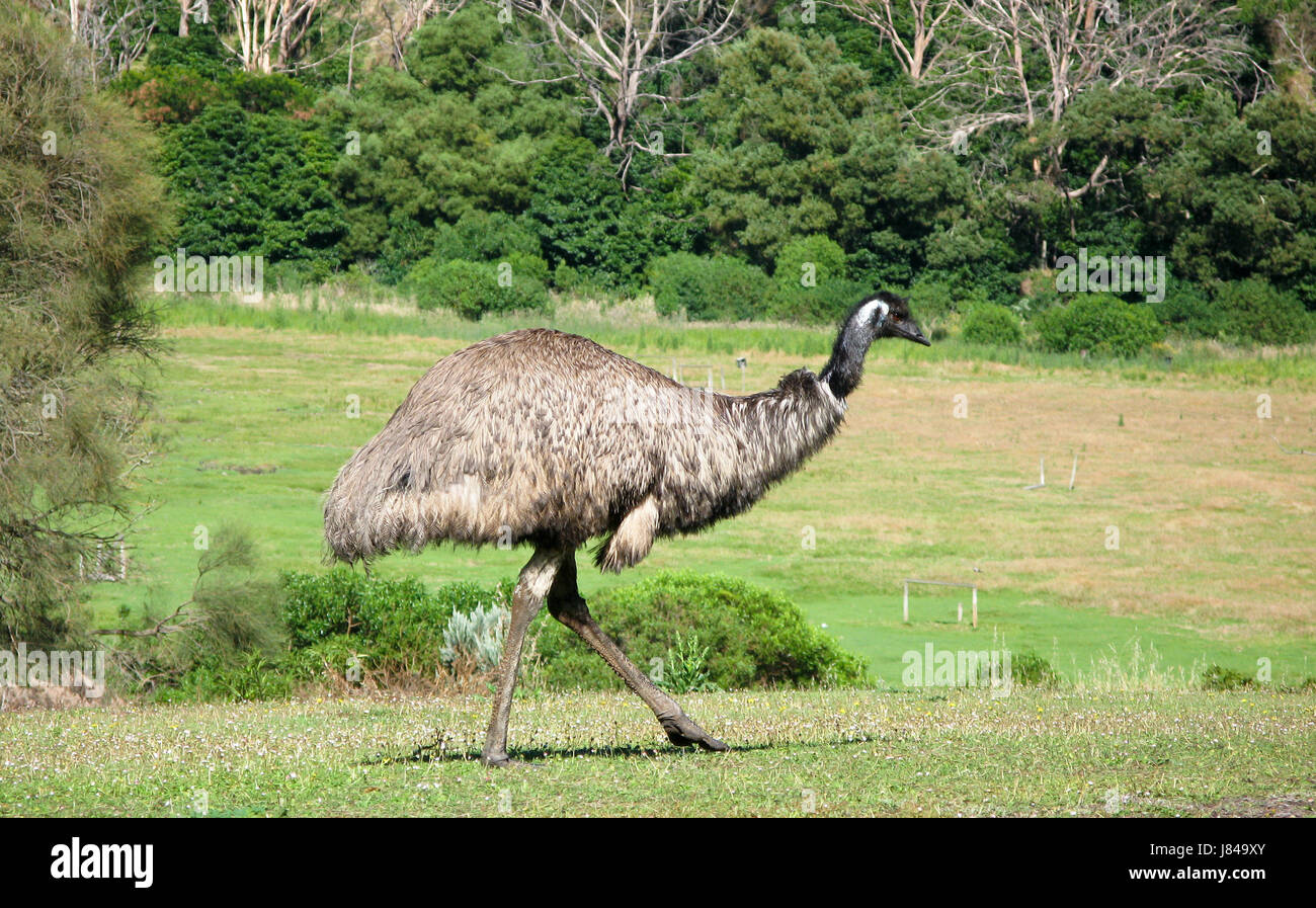 wild habitat emu big large enormous extreme powerful imposing immense ...