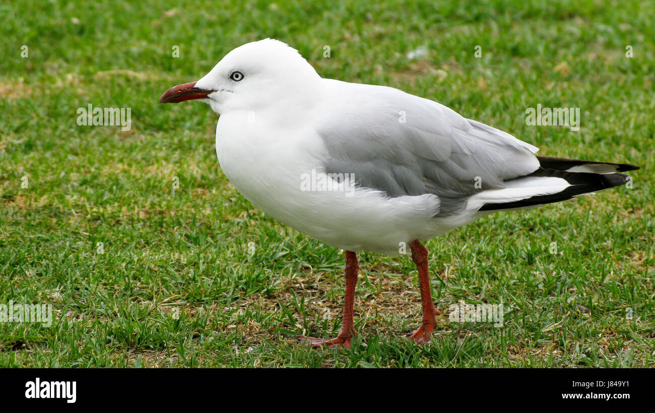 step tier profile beautiful beauteously nice detail colour closeup ...