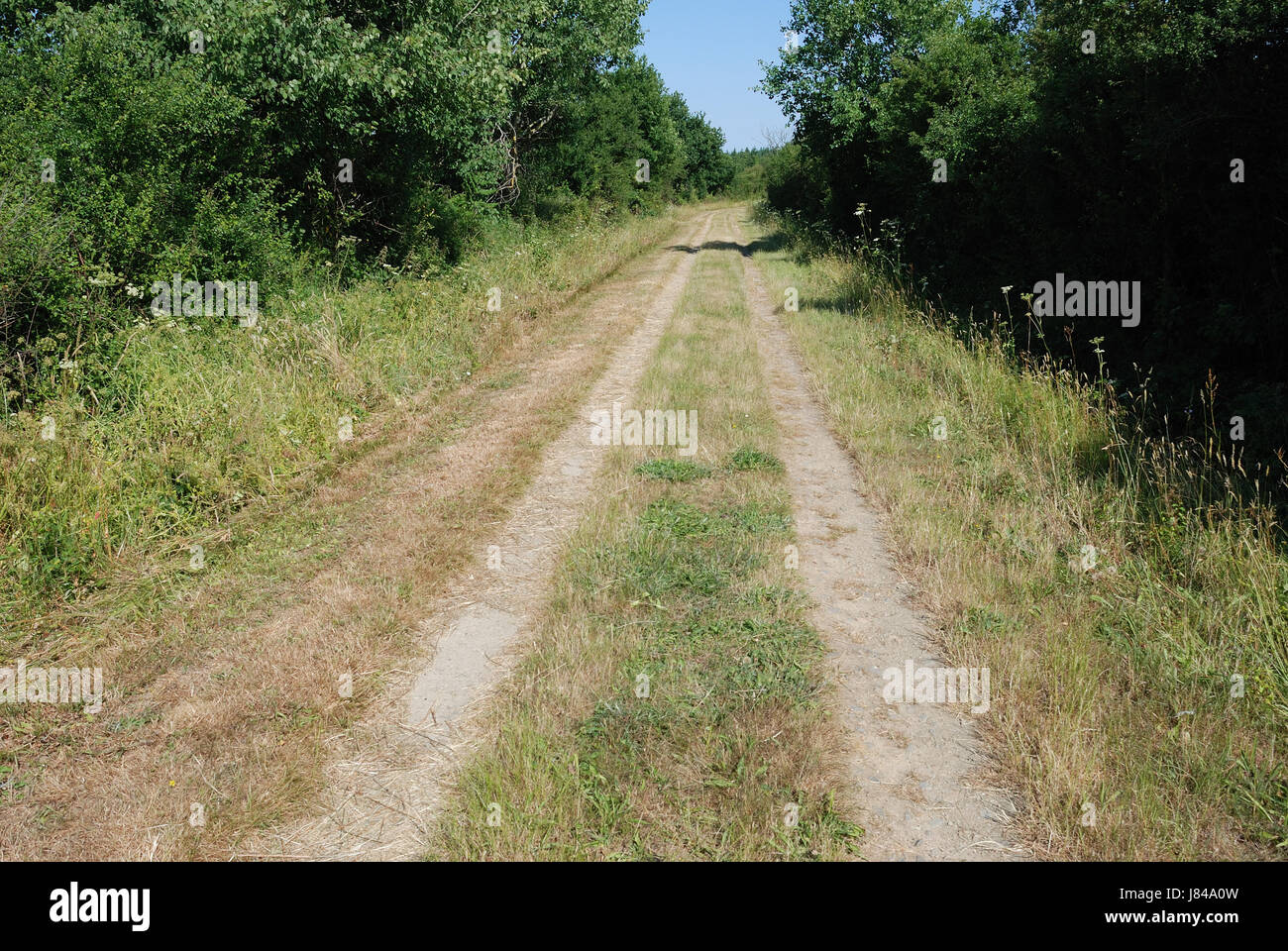 spring bouncing bounces hop skipping frisks jumping jump vegetation ...
