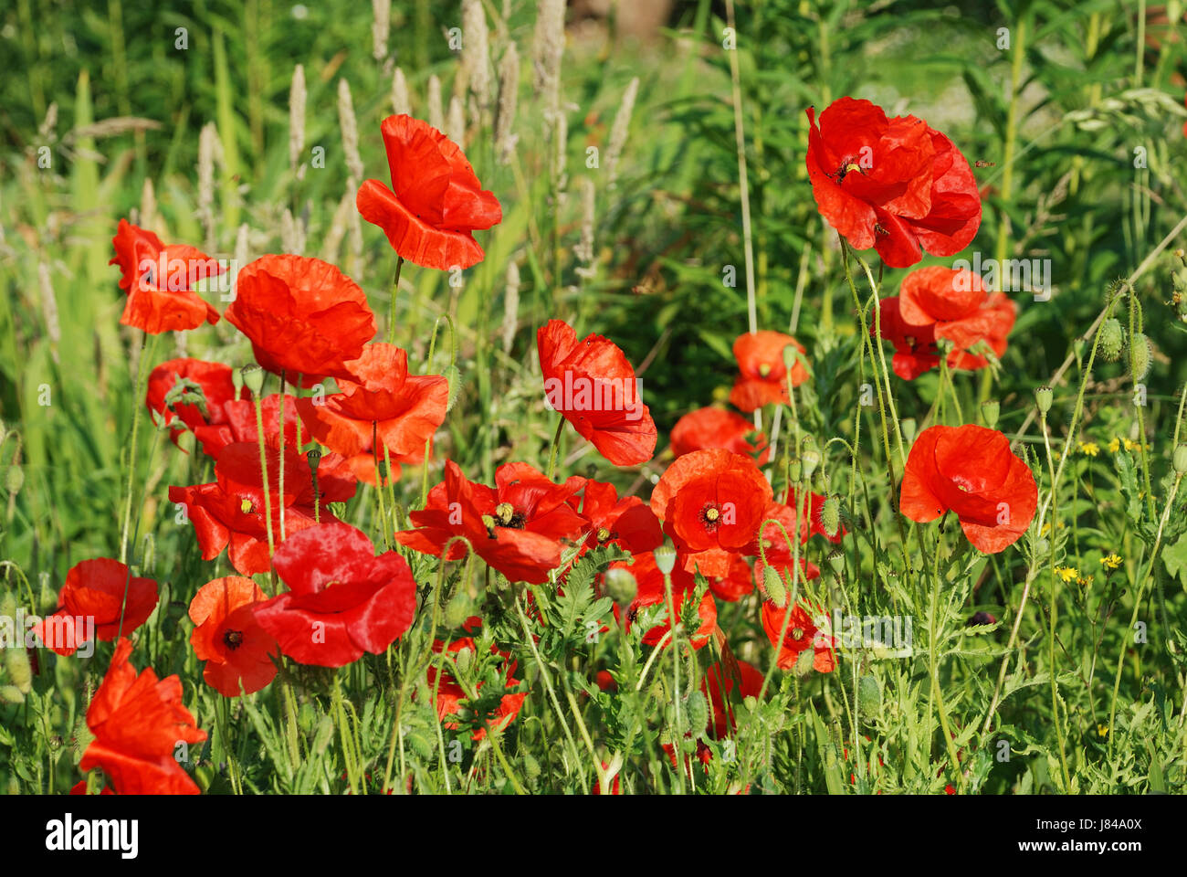 garden flower plant poppy poppies plants bloom blossom flourish ...