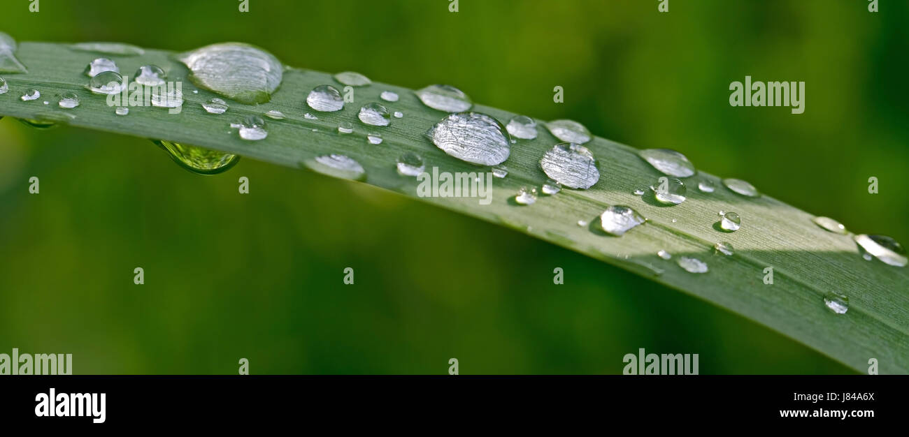drop drip drops seeping sopping drips green blade of grass meadow grass ...
