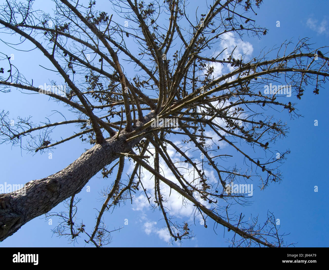 tree ailing conifer fir cone pine slim arid sligth lean gaunt thin dead ...