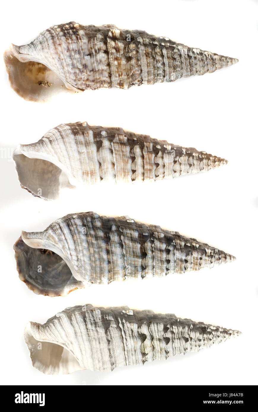 isolated beach seaside the beach seashore shell underwater shell nacre ...