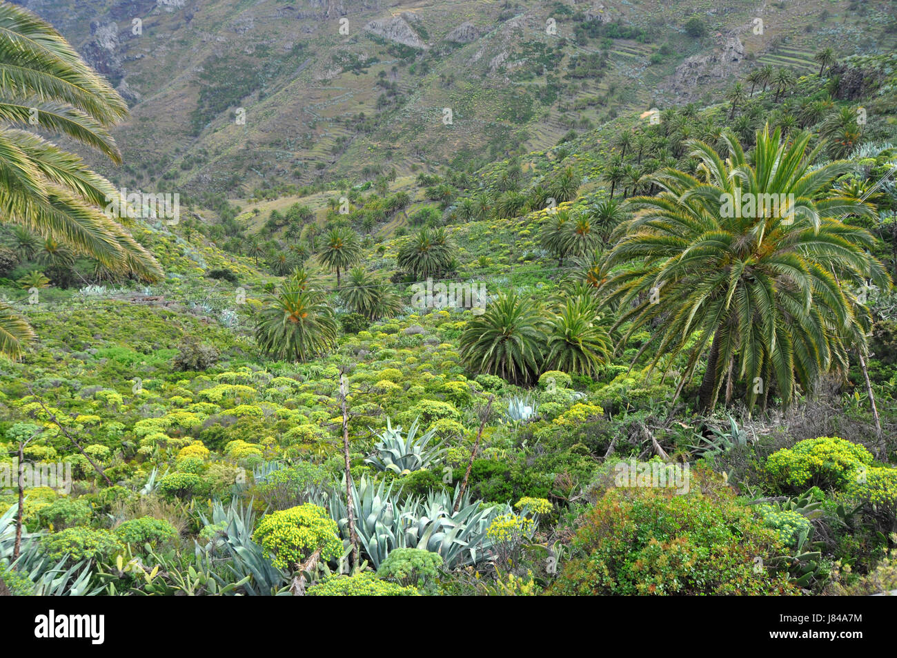 virgin forest spain jungle vegetation scenery countryside nature green ...