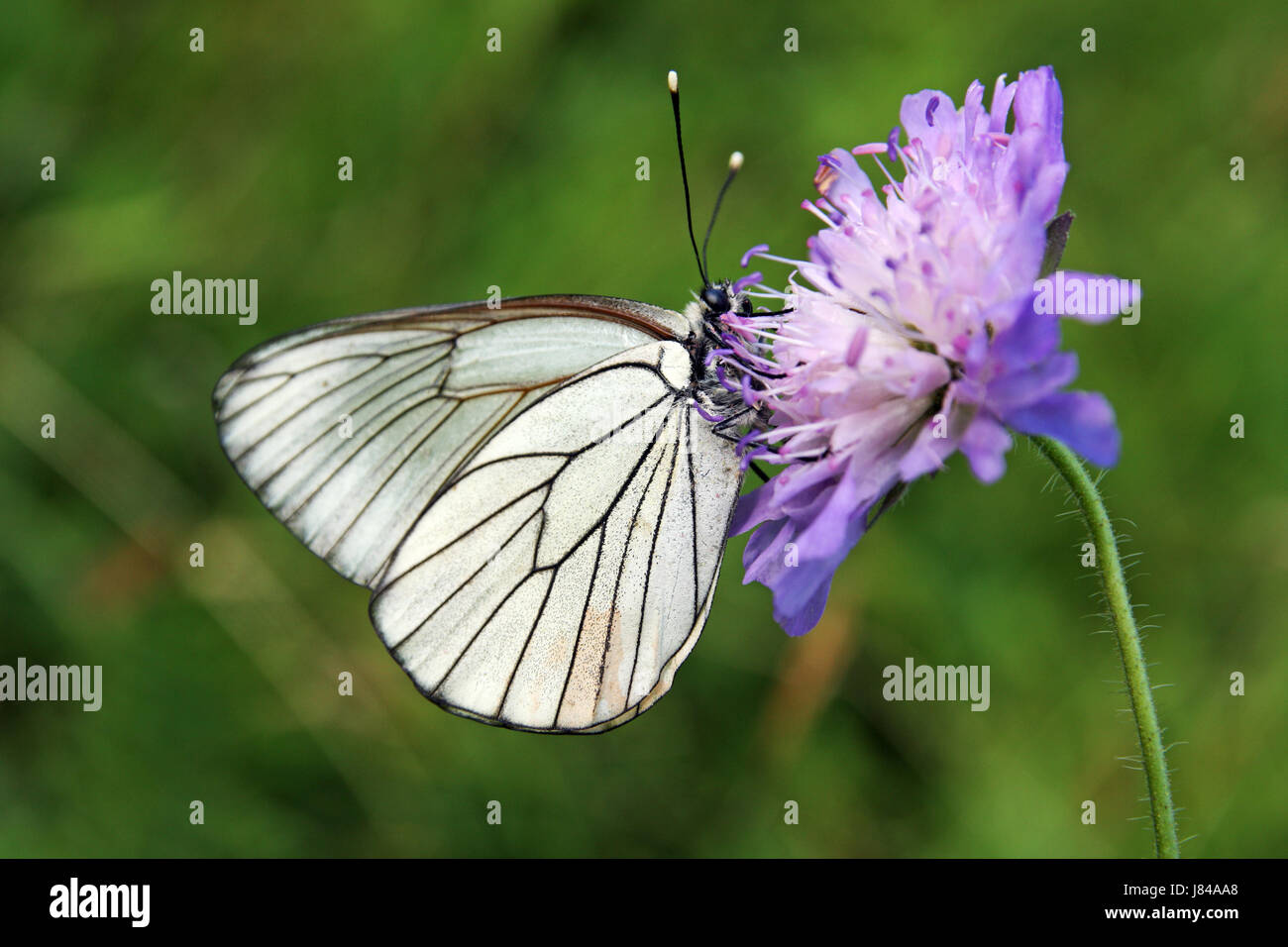 butterfly wing moth veins albino butterfly wing moth veins albino ...