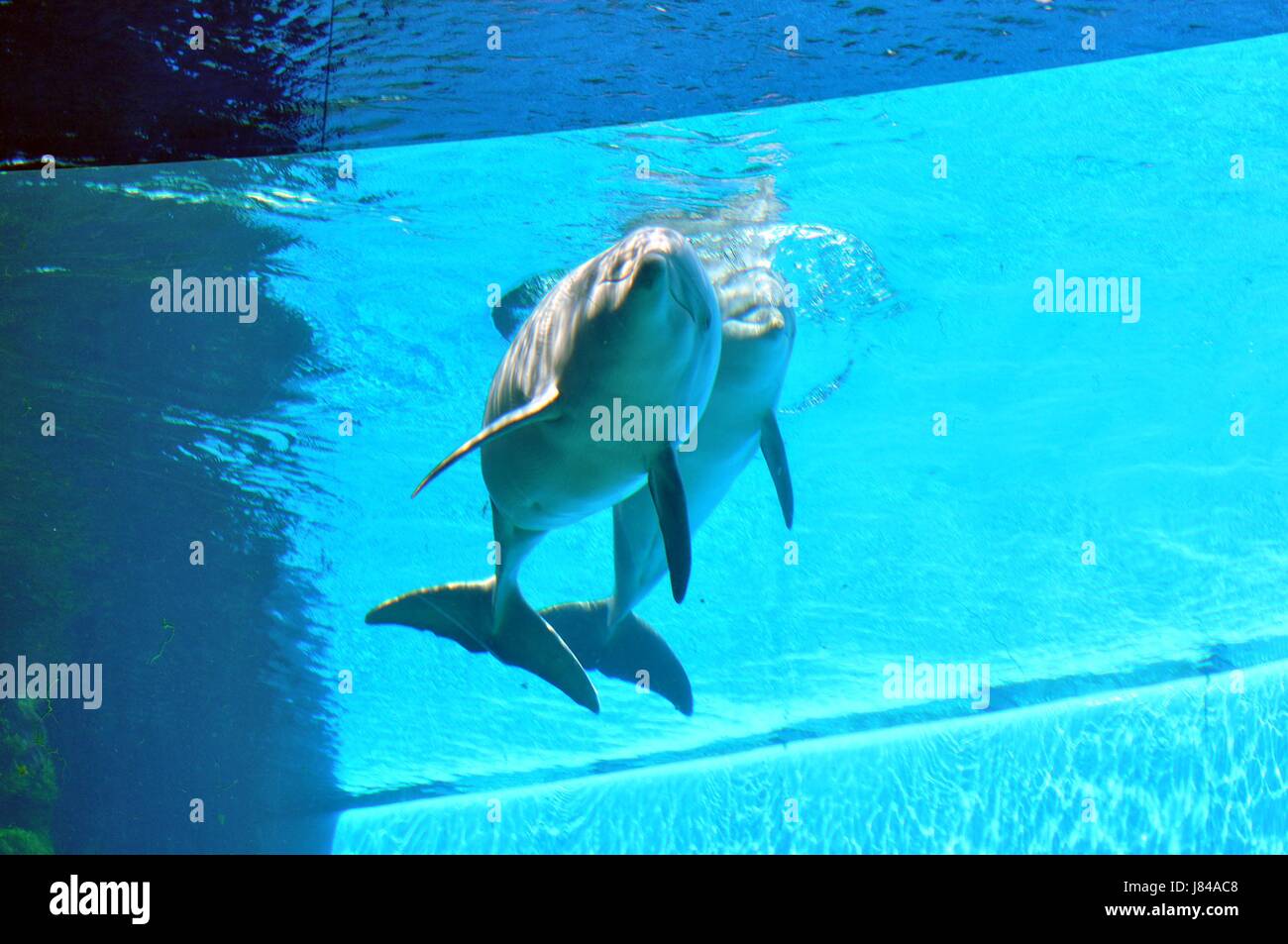 animal dolphin mammals whales navy marine blue animal wild animals zoo ...