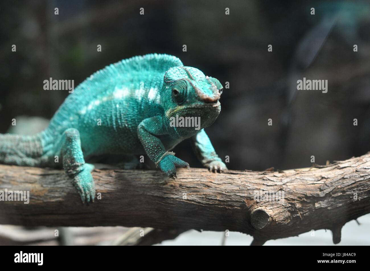 animal lizard animals chameleon familiy family nature natural animal ...