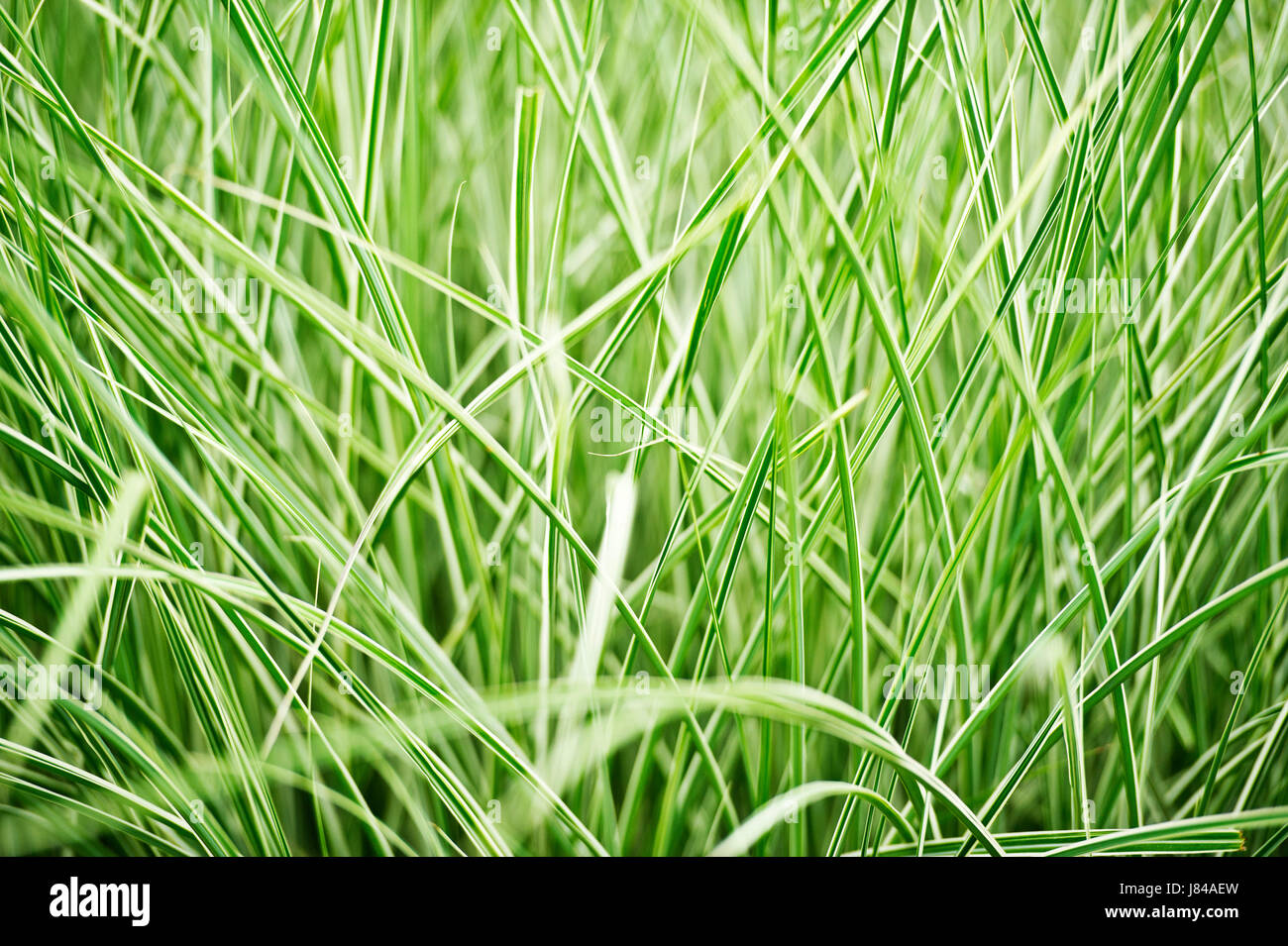 green grass-green meadow grass lawn backdrop background green grass ...