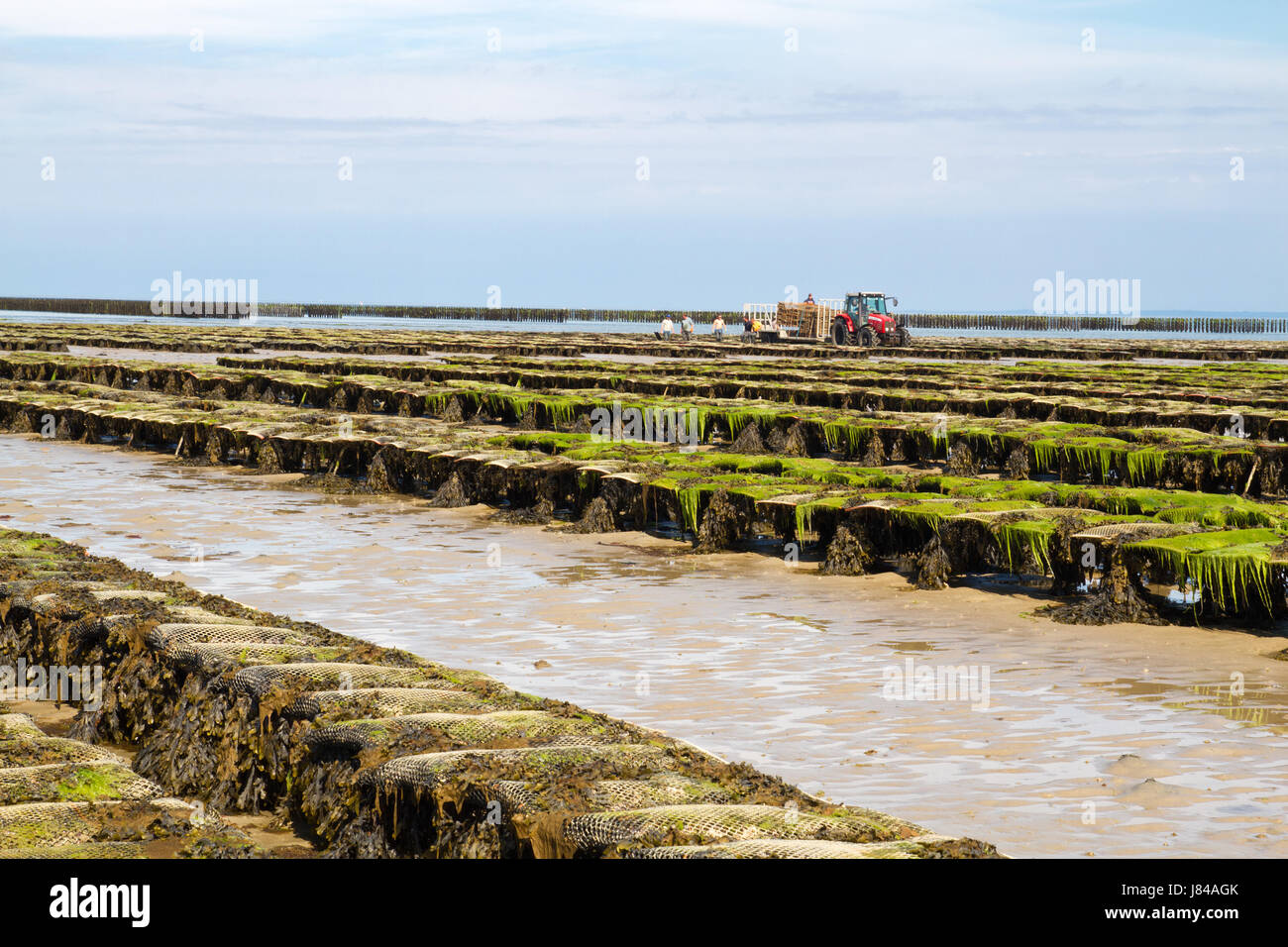 oyster farm on the island of jersey Stock Photo - Alamy