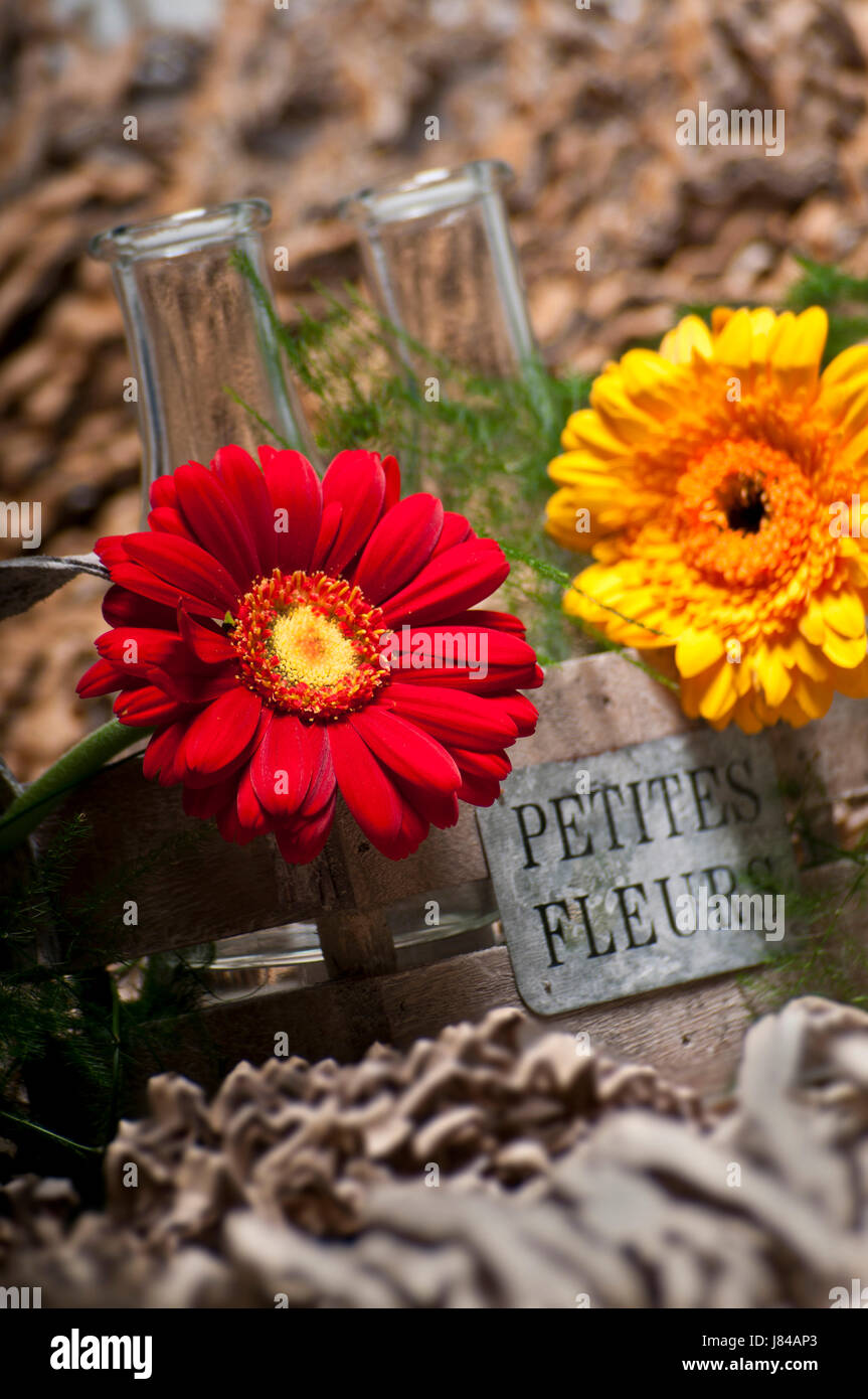 flower flowers plant summer summerly spring shine shines bright lucent light Stock Photo - Alamy