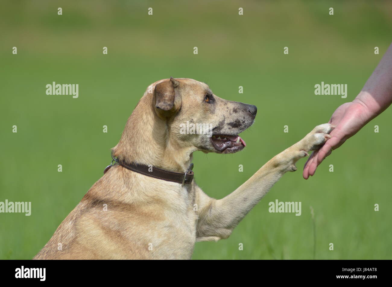 human human being dog human human being dog connection connectivity ...