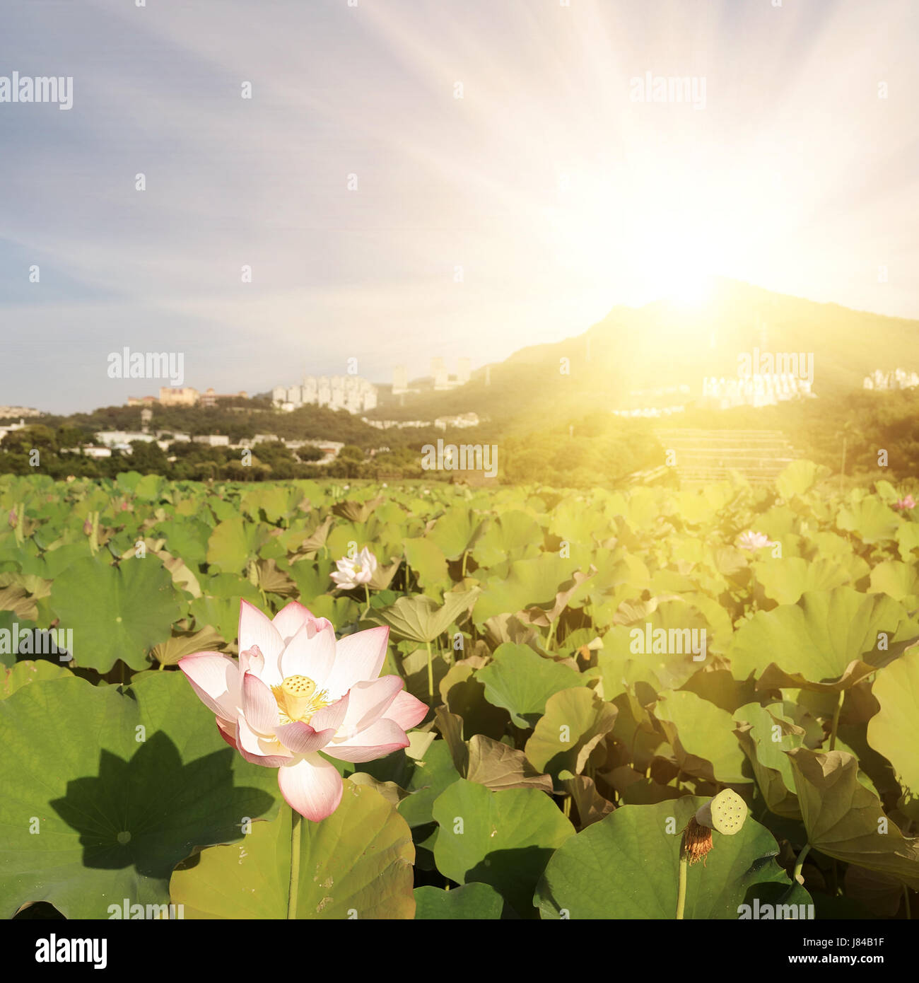 flower plant outdoor lotus landscape scenery countryside nature scenic ...