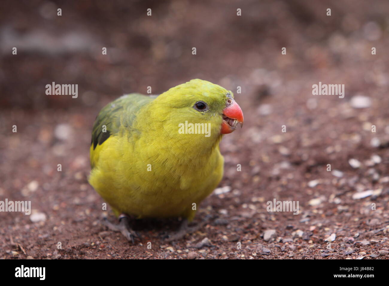 bird birds parakeet parrot pet bird green birds australia parakeet ...