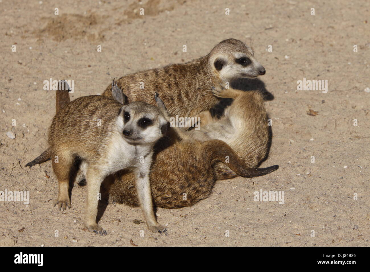 mammal mammals couple pair meerkat meerkats two animal mammal watchful ...