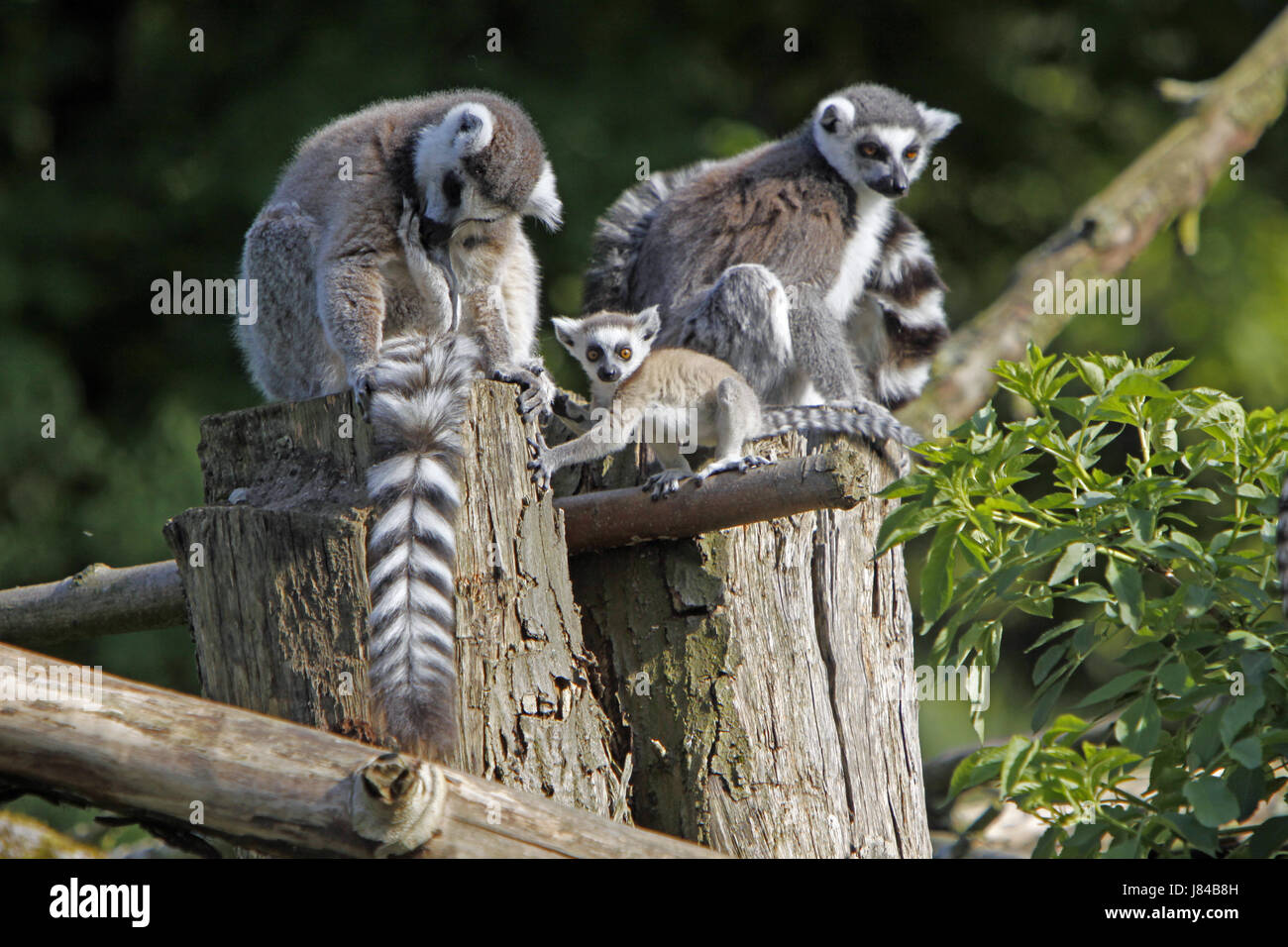 Kattafamilie hi-res stock photography and images - Alamy