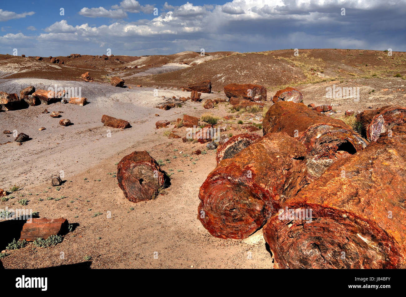 blue salt tree trees mountains park desert wasteland wood swamp decay ...