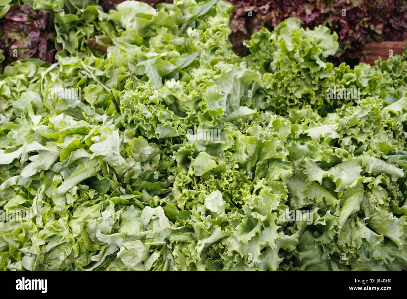 leaf green heads lettuce display curly market food aliment leaf colour ...