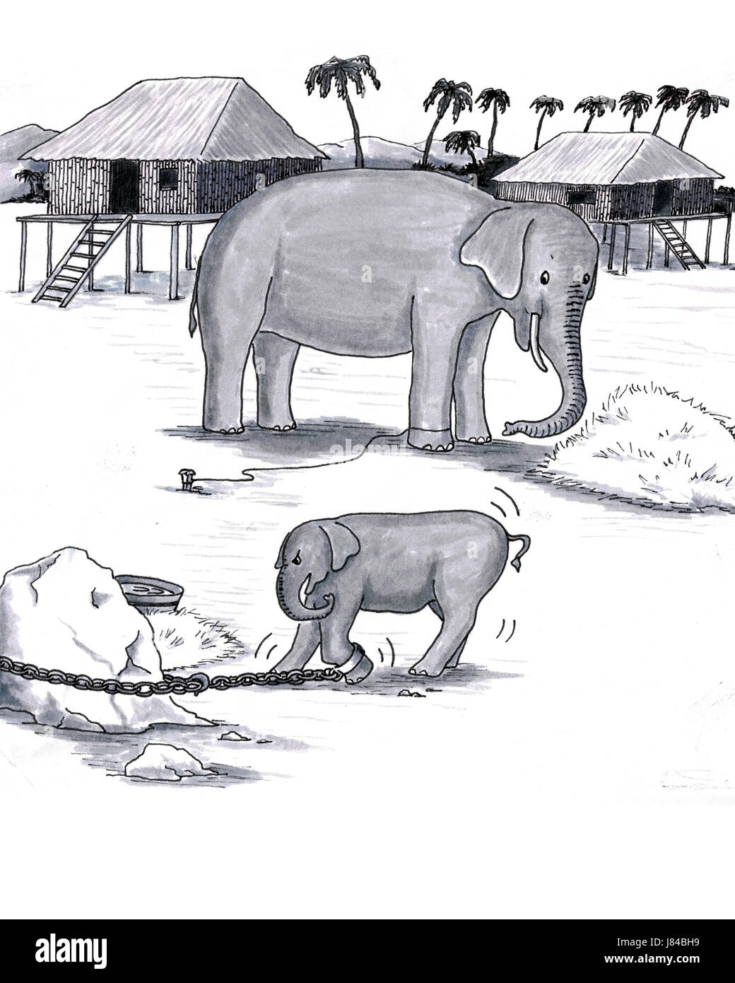 Tied Elephant High Resolution Stock Photography and Images - Alamy