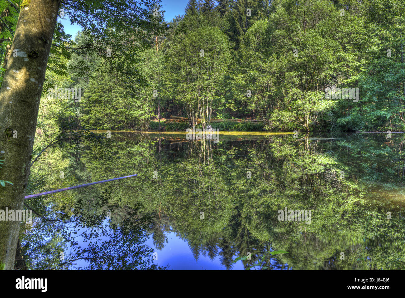 environment enviroment tree waters fresh water lake inland water water ...