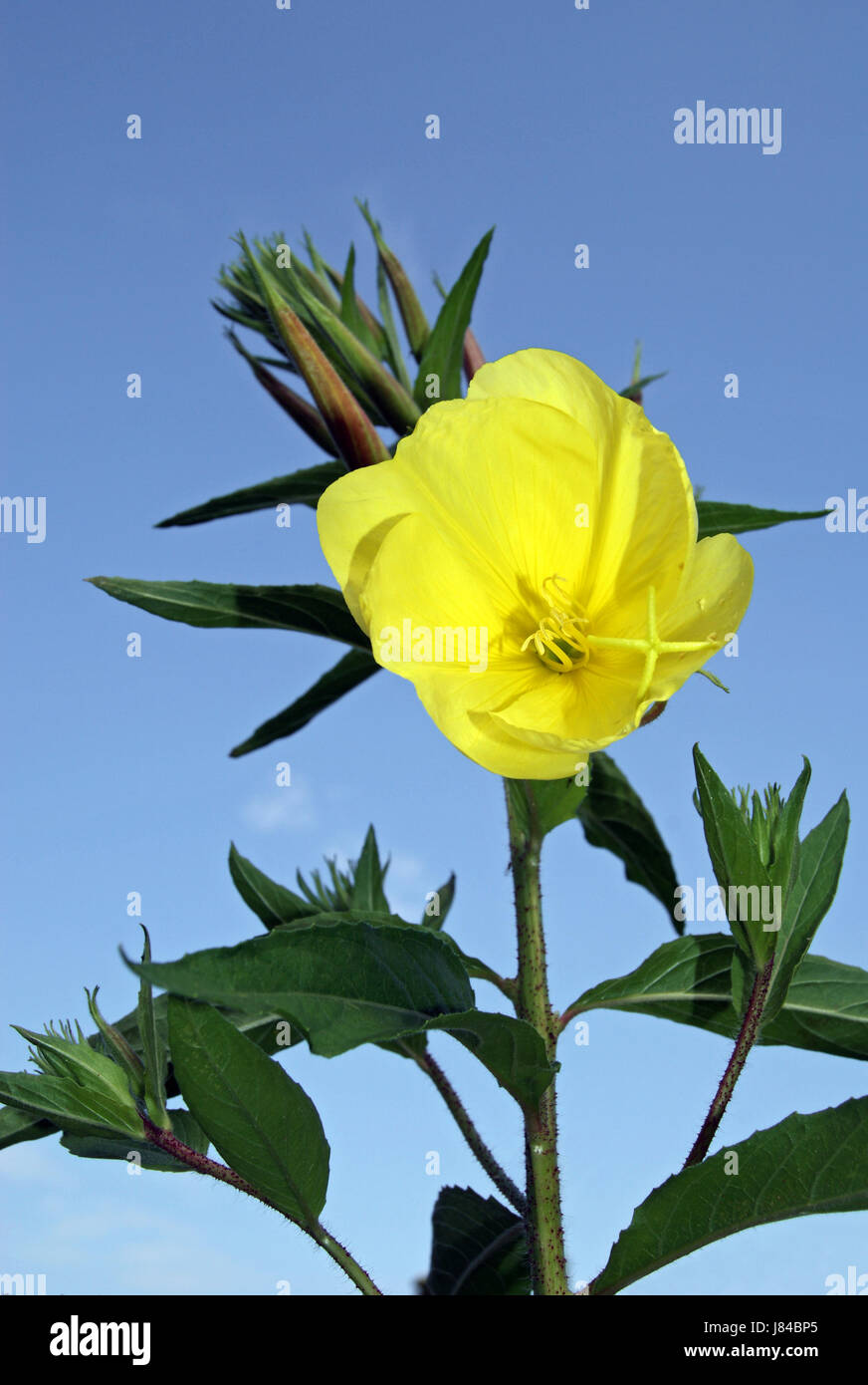 flowering evening primrose Stock Photo - Alamy