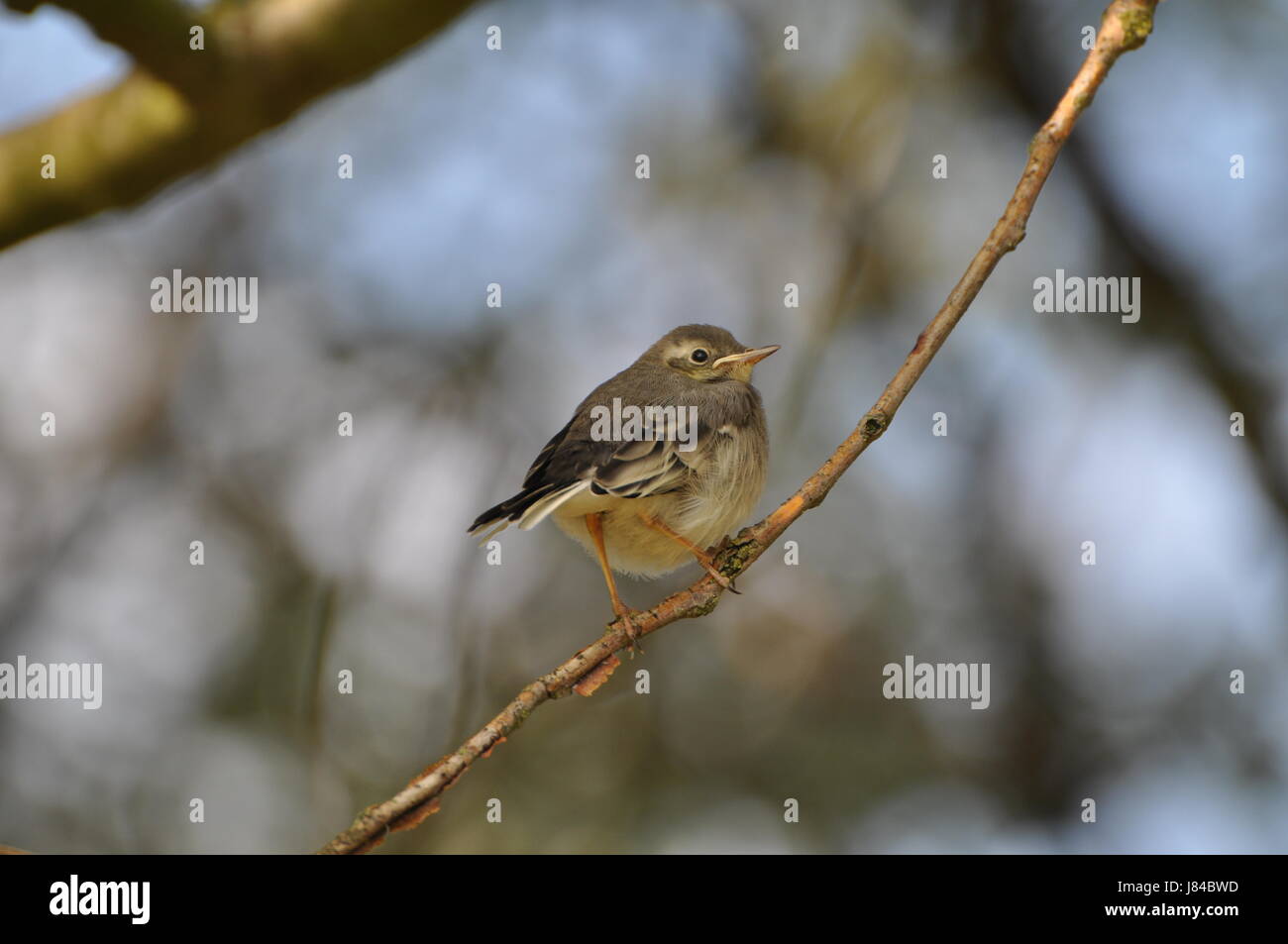 young bird in spring Stock Photo - Alamy