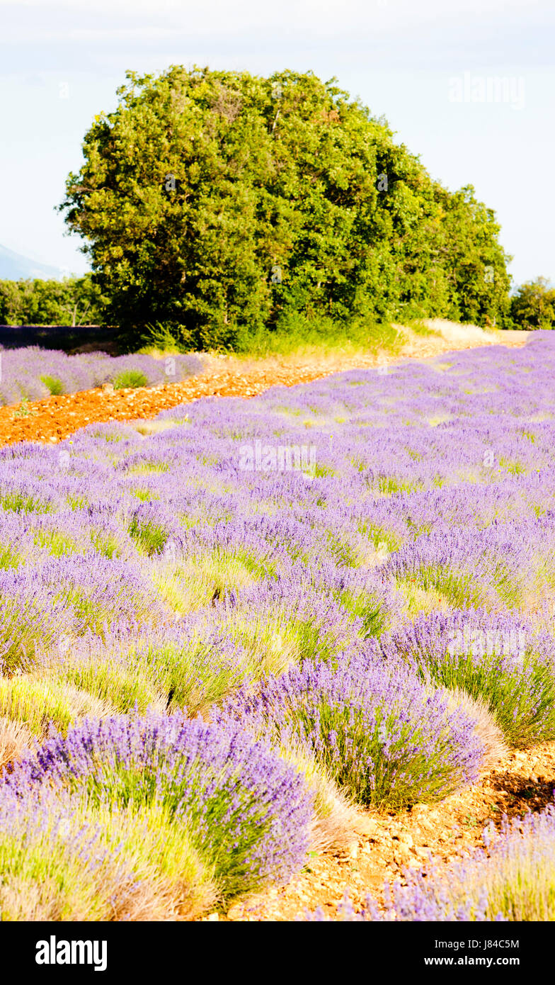 nature travel tree trees flower plant agriculture farming field flowers ...