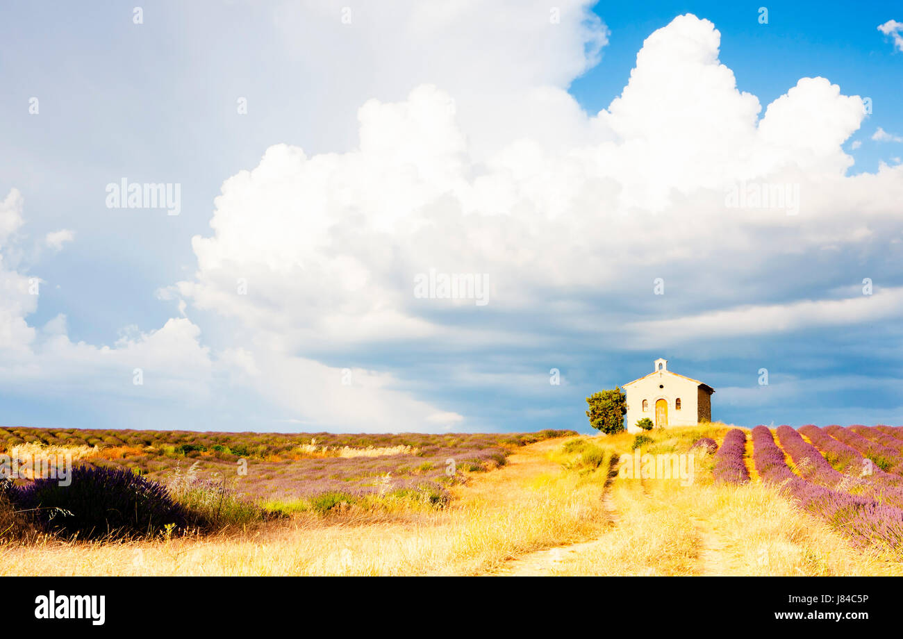 nature travel church flower plant field chapel flowers flora botany ...