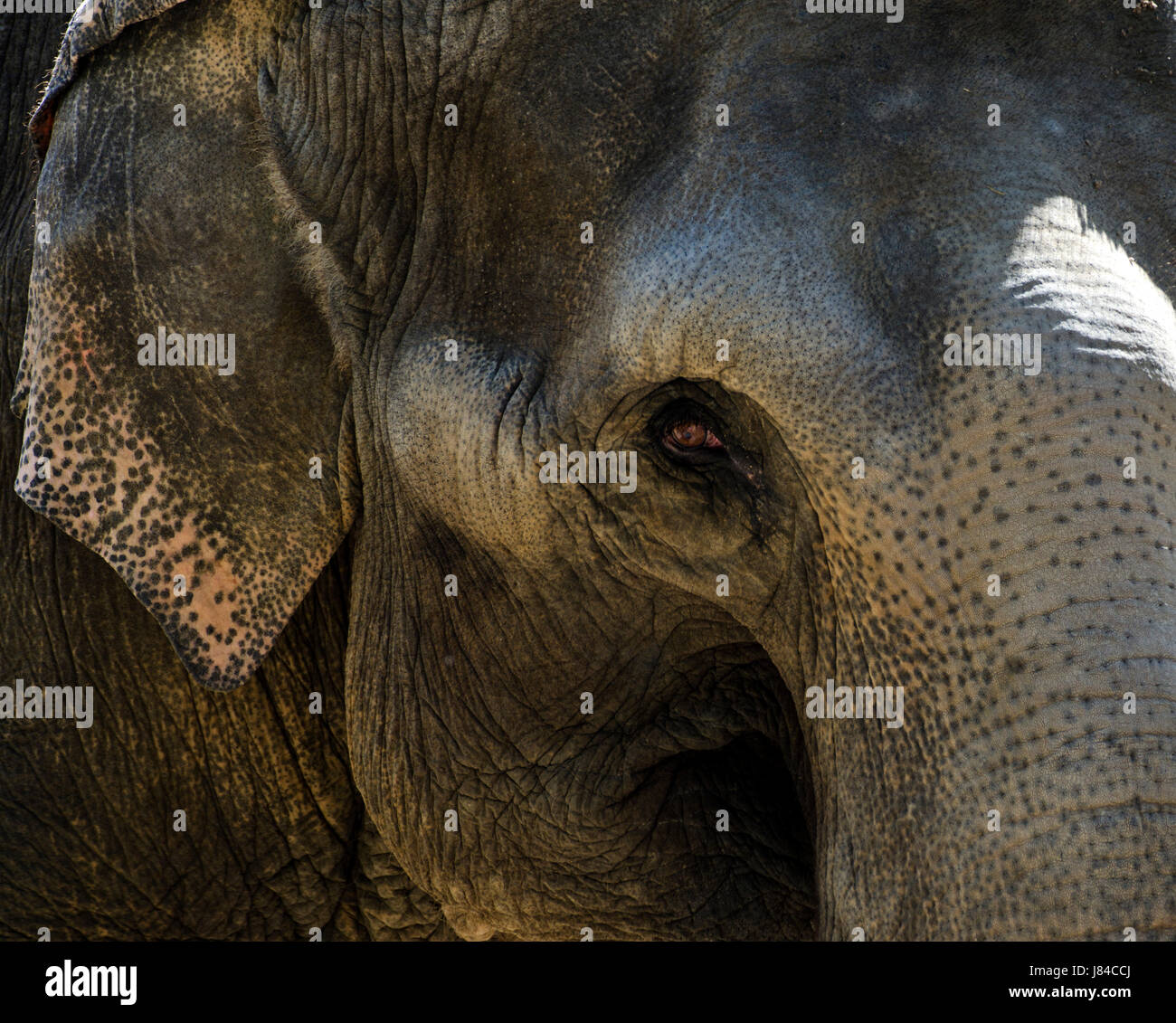 close detail big large enormous extreme powerful imposing immense ...