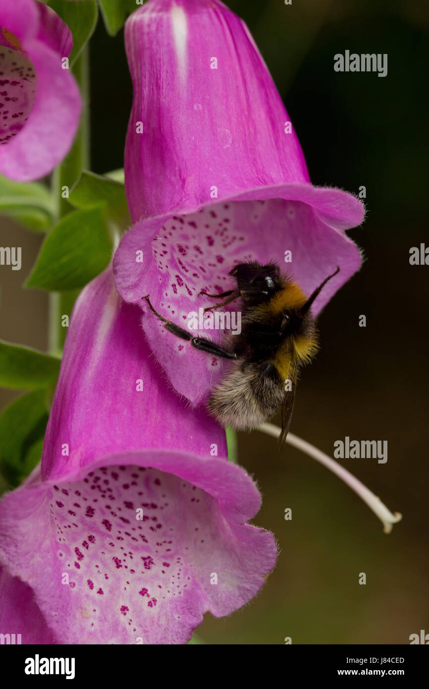 insect bumblebee plant insect bumblebee medicinal plant plant ...