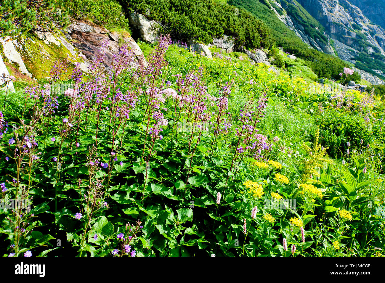 nature travel mountains flower plant slovakia national park flora ...