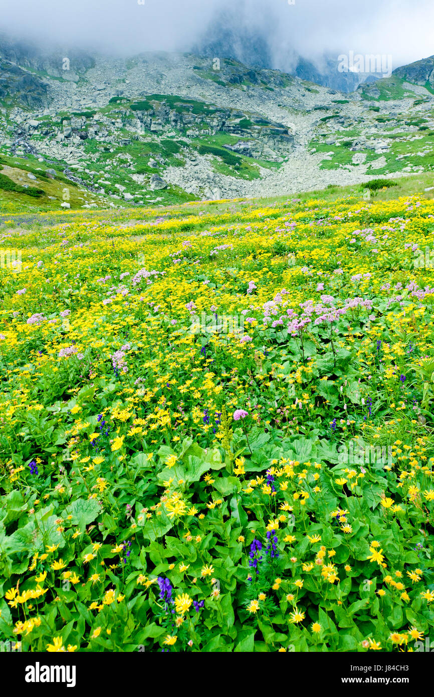 nature travel mountains flower plant slovakia national park flora ...