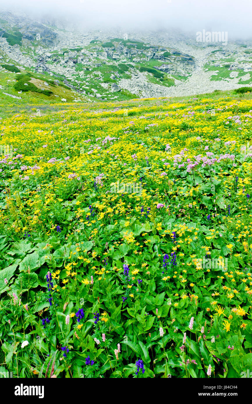 nature travel mountains flower plant slovakia national park flora ...