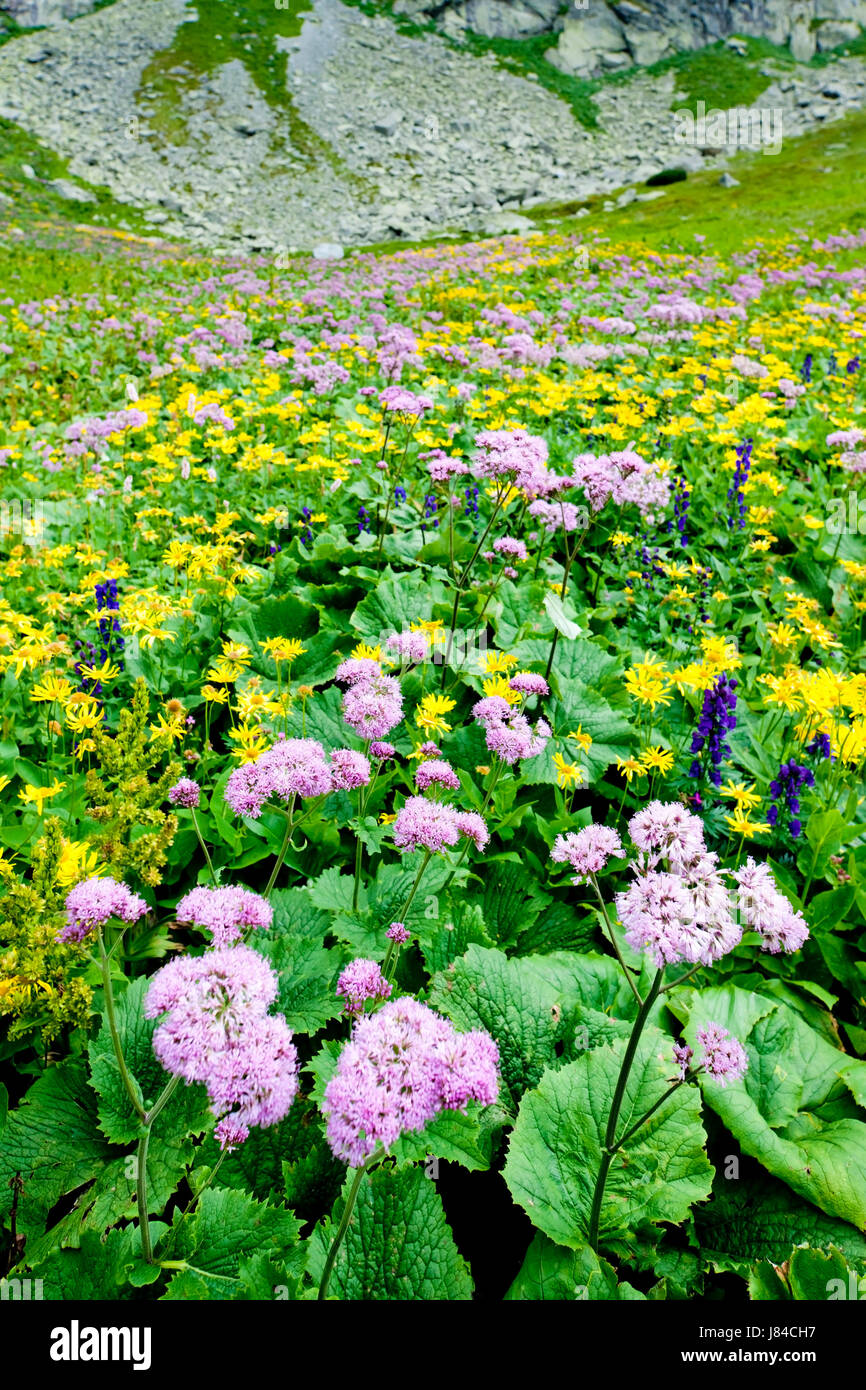 nature travel mountains flower plant slovakia national park flora ...