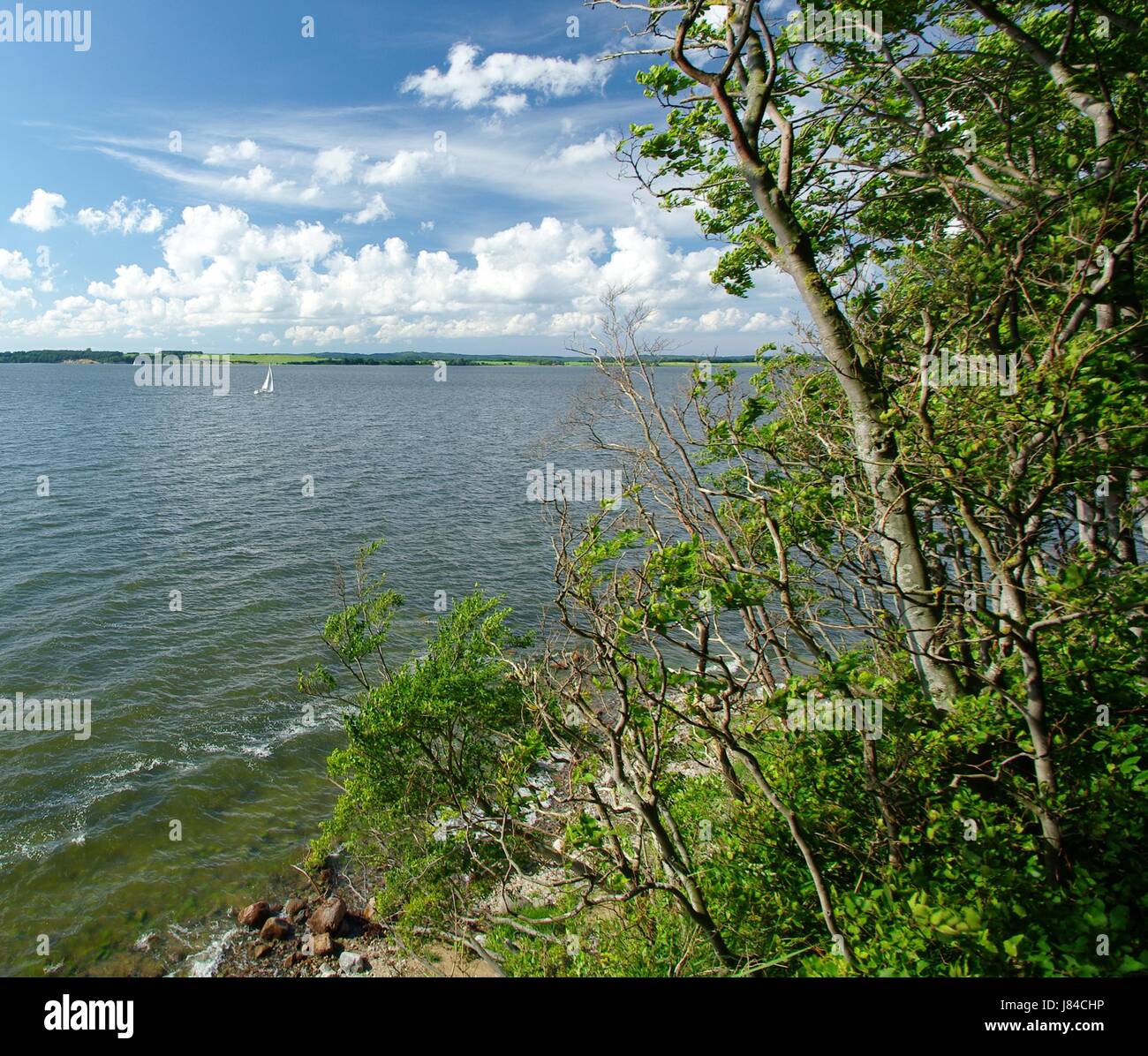 tree trees reprove sailing boat sailboat firmament sky clouds blue ...