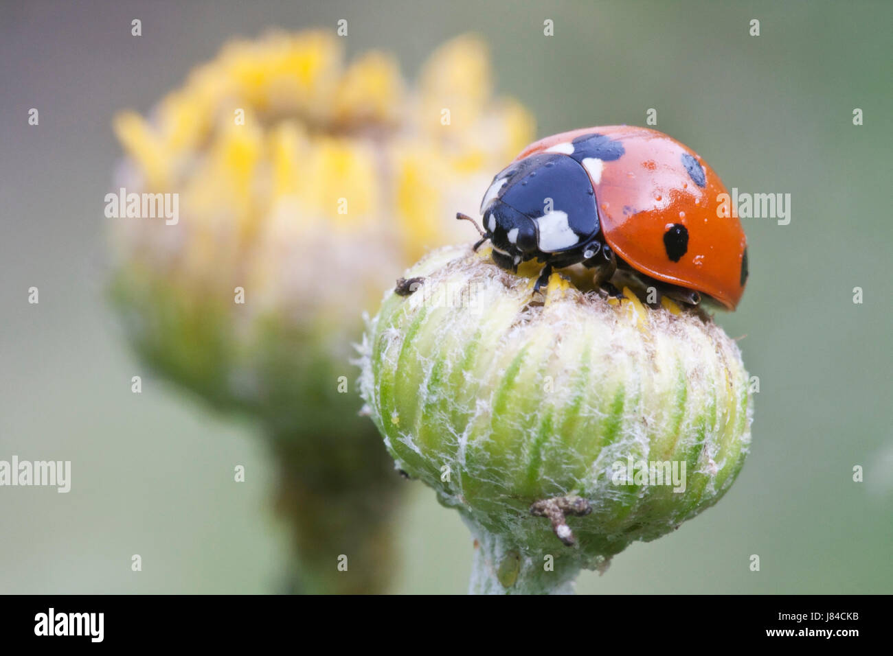 Ladybird legs hi-res stock photography and images - Alamy