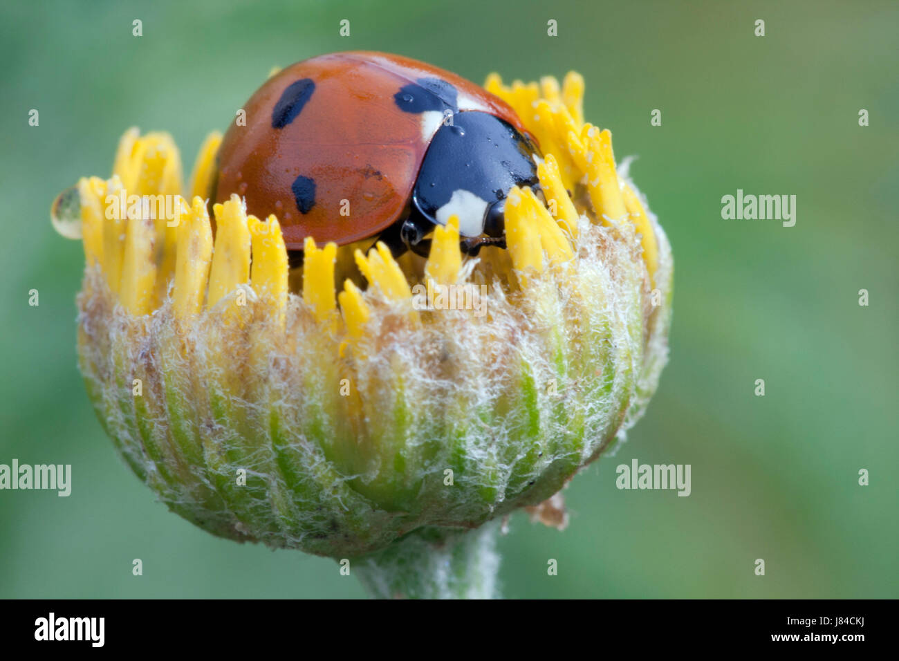 Ladybird legs hi-res stock photography and images - Alamy
