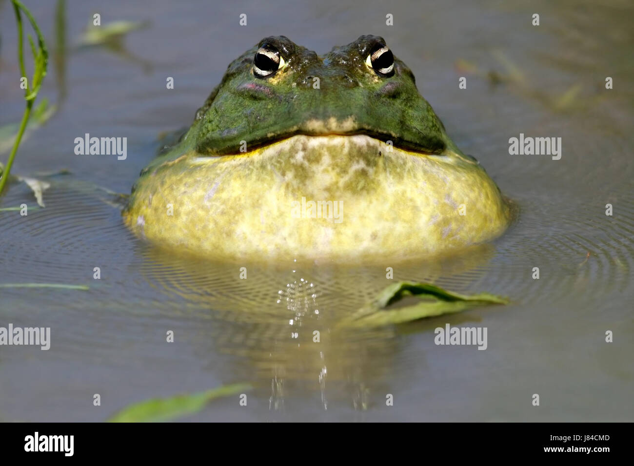 call giant frog African appeal calling bullfrog water call big large ...