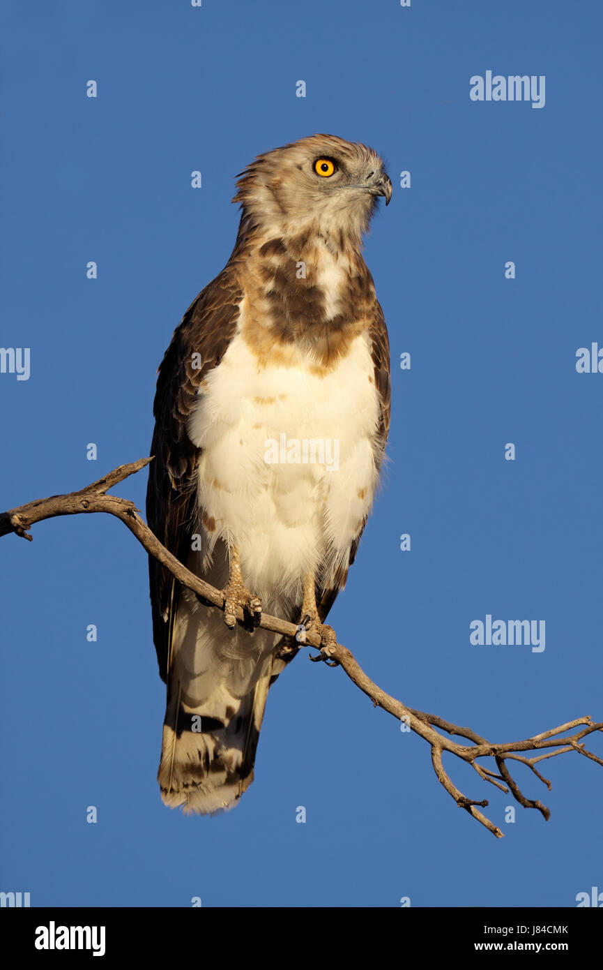 bird raptor birds of prey claws snake eagle nature big large enormous ...