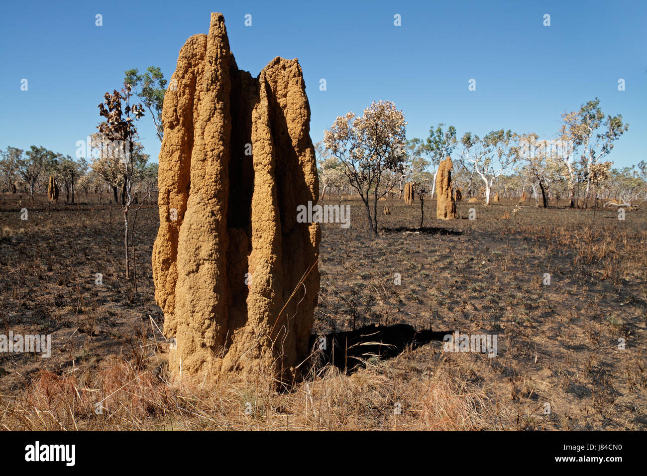 insect cathedral australia mound anthill termite big large enormous ...