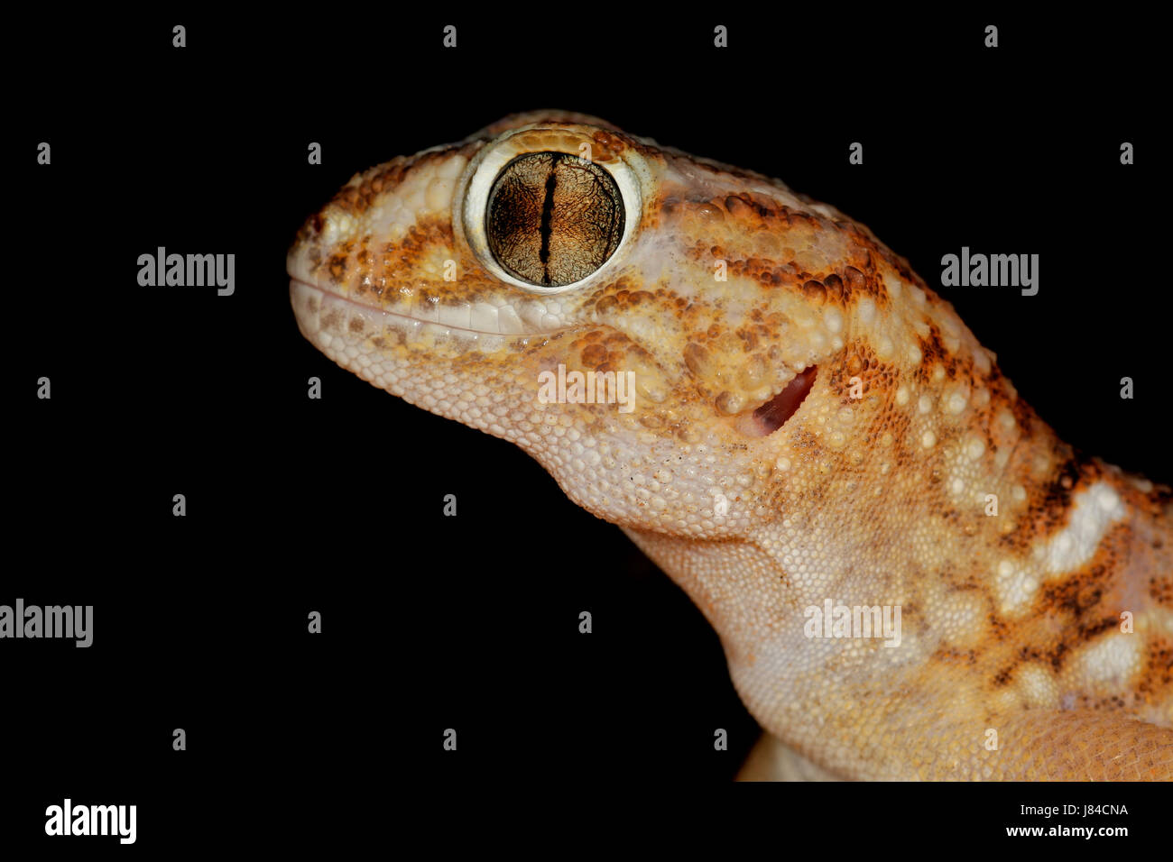 reptile africa eye organ eyes lips African gecko environment enviroment ...