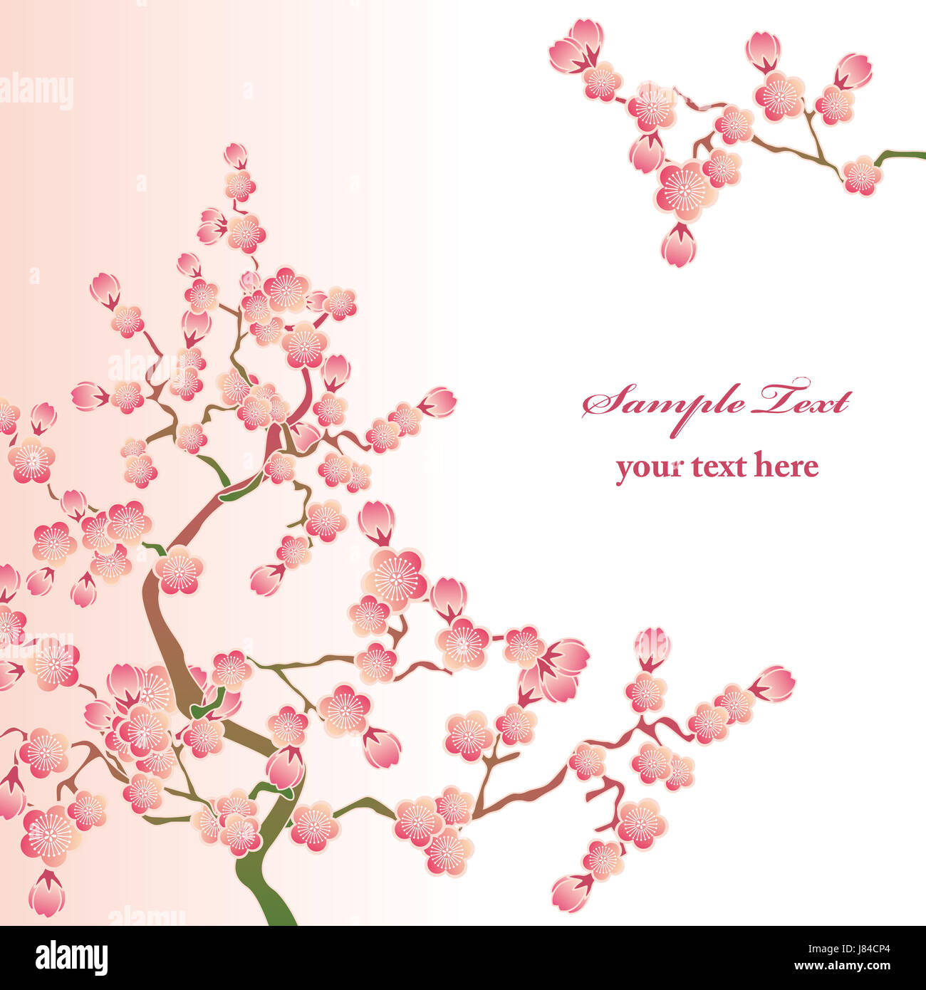 flower plant bloom blossom flourish flourishing spring cherry japan ...