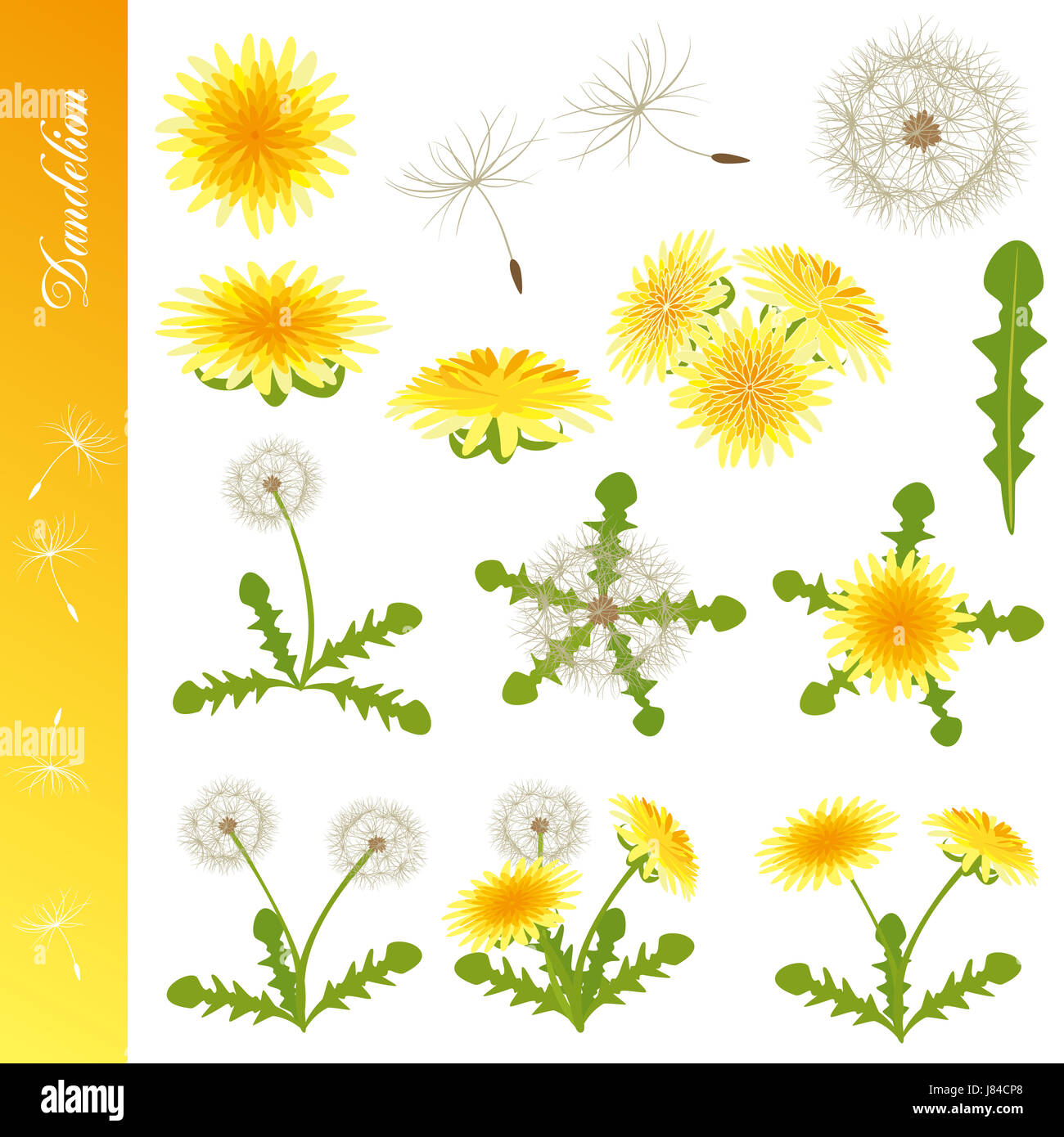 flower plant ornament spring dandelion icon nature leaf art isolated ...