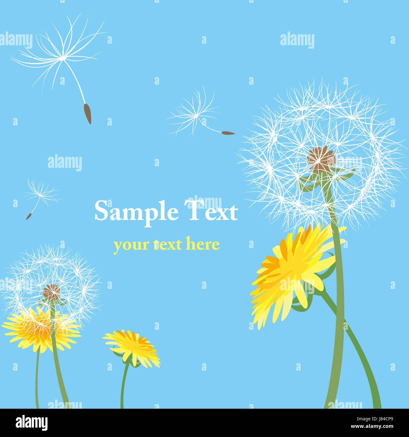 flower plant spring dandelion backdrop background floral nature blue ...