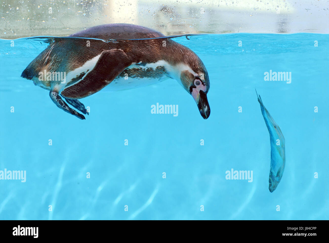 bird fish underwater penguin salt water sea ocean water blue food ...