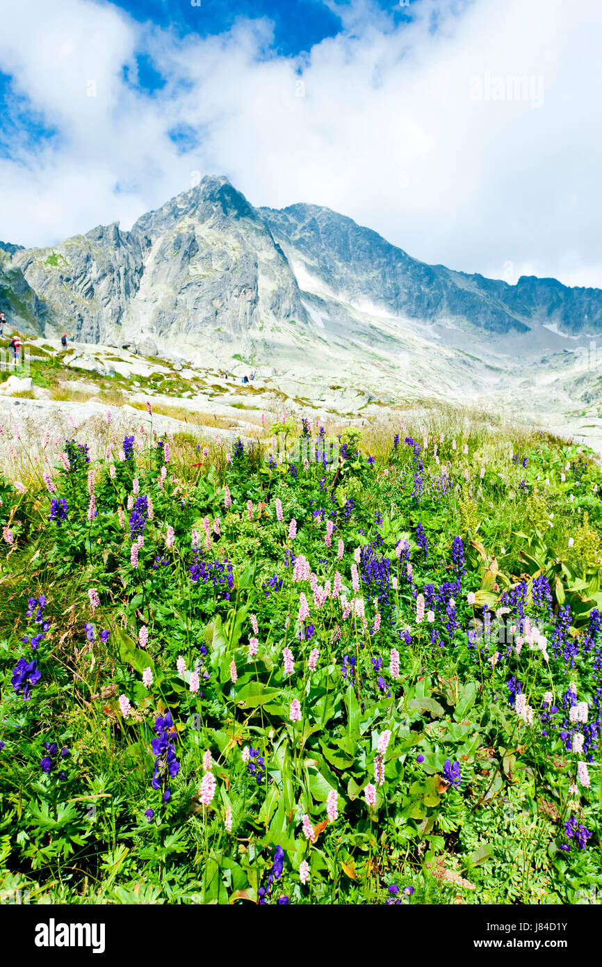nature travel mountains flower plant slovakia national park flora ...