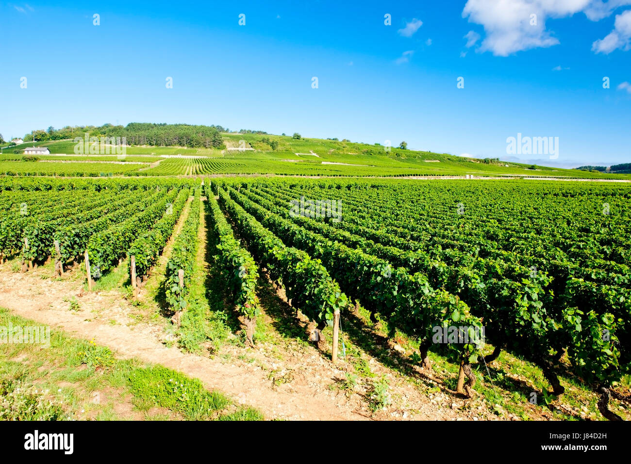 vineyard wineyard arrangement agriculture farming europe vineyard ...