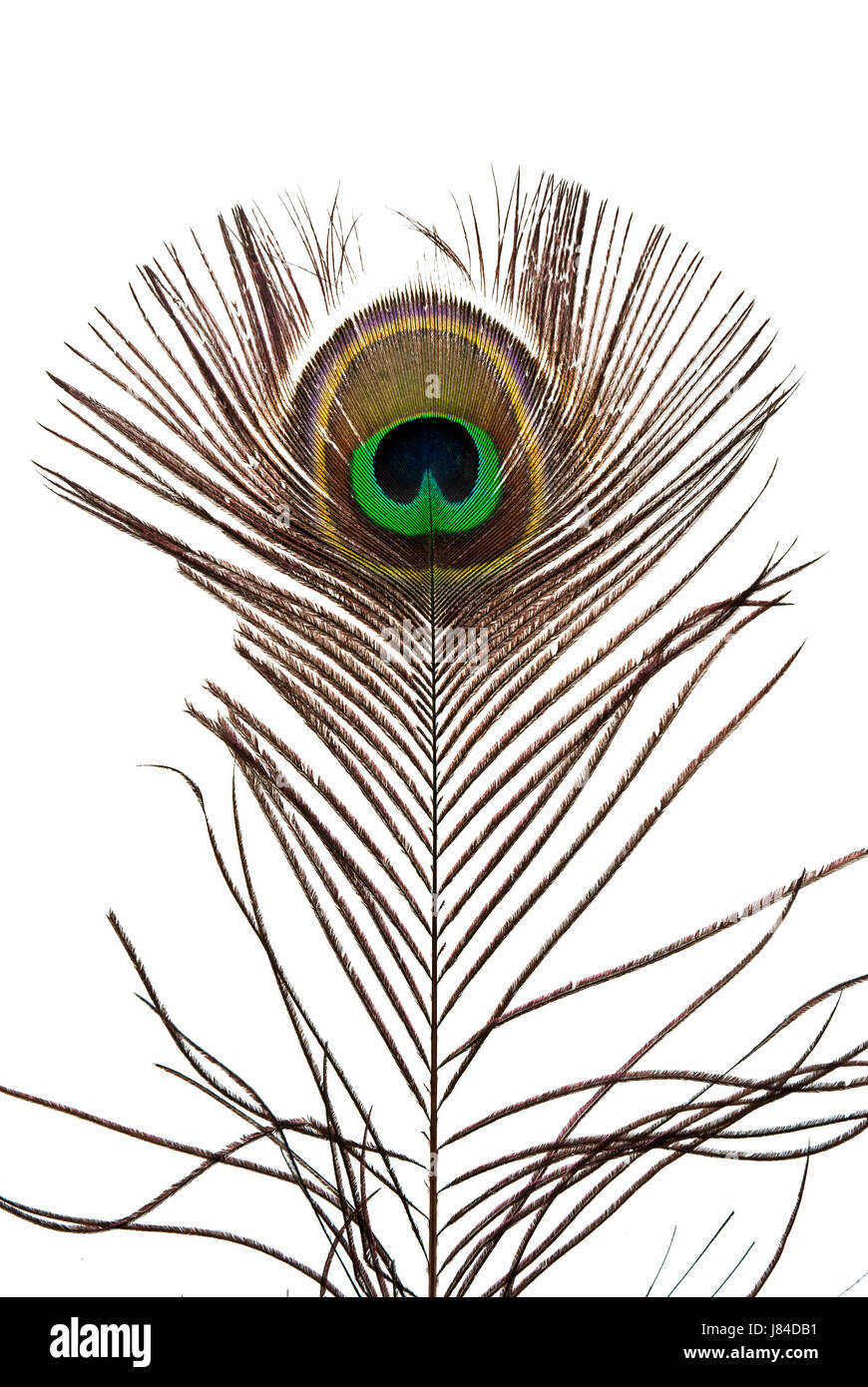 blue detail colour closeup animal bird elegance dapper accosting pretty ...