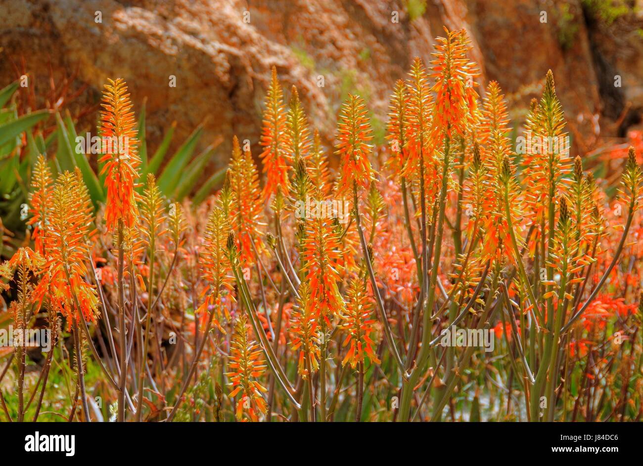environment enviroment composition park garden bloom blossom flourish ...